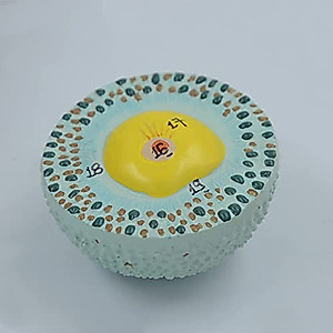 VNABO Removable Medical Model Female Reproductive System Anatomical Model Female Uterus and Ovary Structure Model Human Organ Model