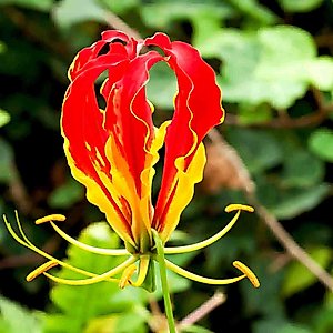 QAUZUY GARDEN 5 Creeping Climbing Flame Lily (Glory Gloriosa Lily/Fire Lily/Gloriosa Superba) Tiger Claw Agnishikha Seed Heirloom Eye-Catching Perennial Flower Attract Pollinators