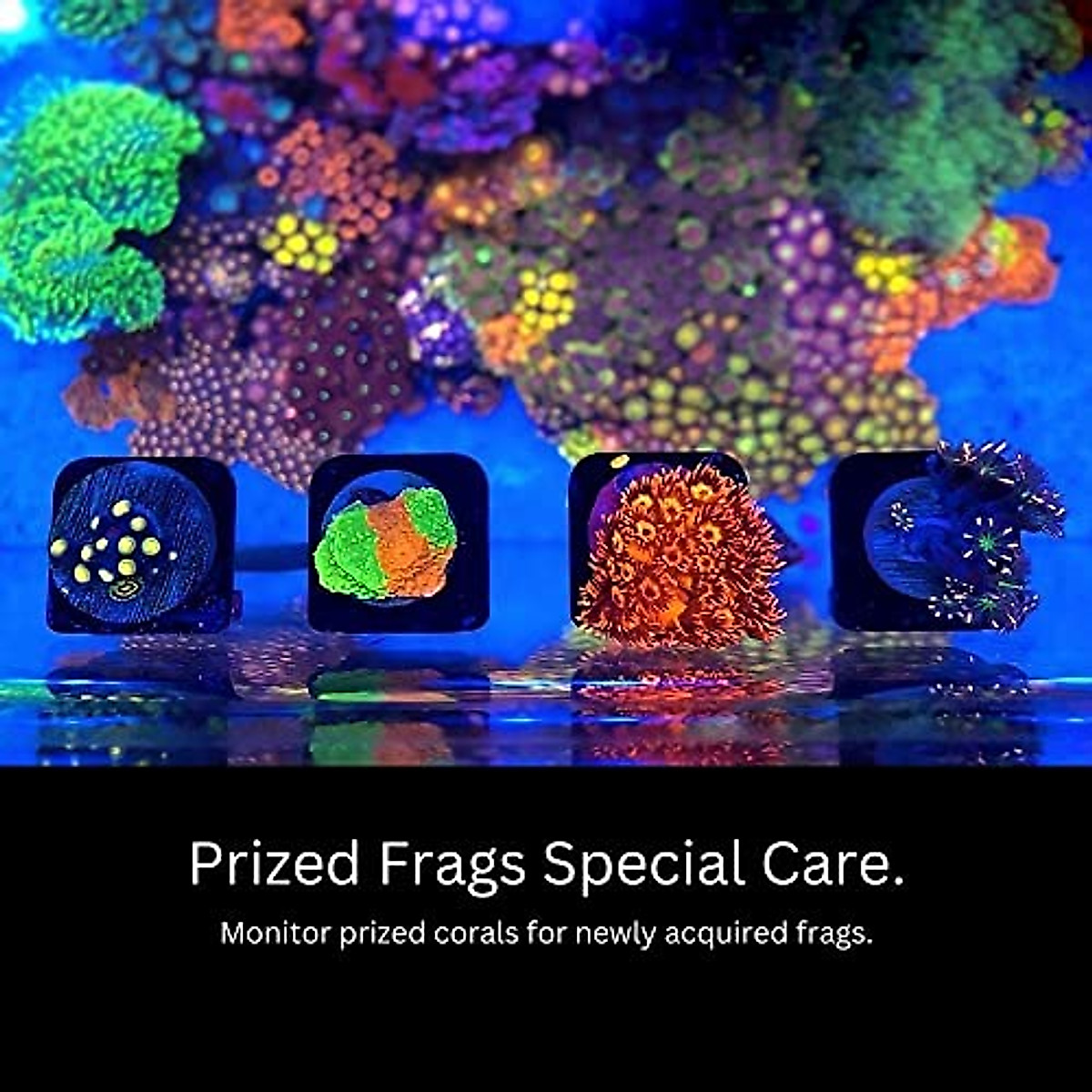 Oceanbox Designs CoralOne™ Magnetic Solo Frag Rack (Clear, 4 Pack), Single Frag Rack, Reef-Safe No-Rust 100% Waterproof Magnets, Made in USA