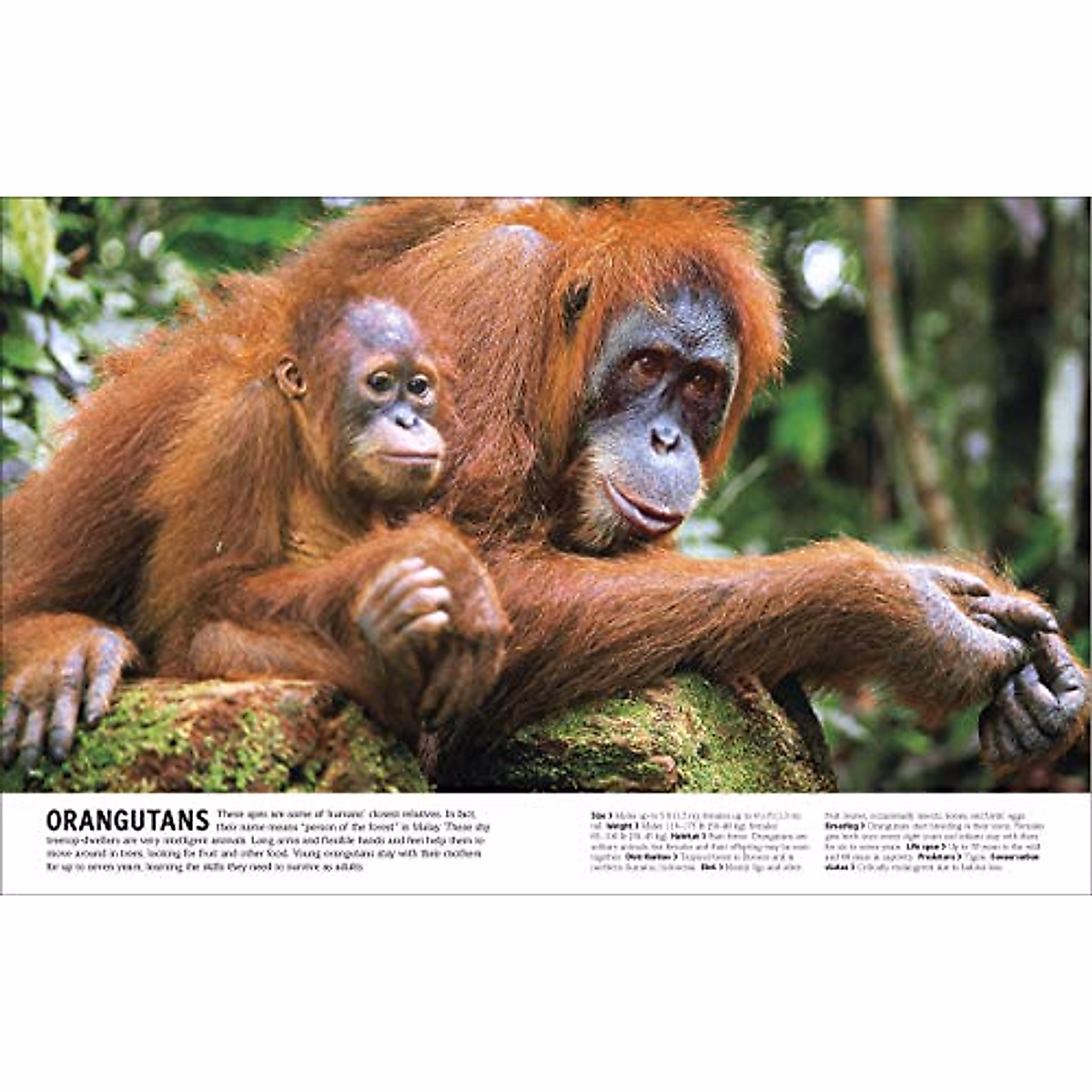 The Animal Book: A Visual Encyclopedia of Life on Earth (DK Our World in Pictures)