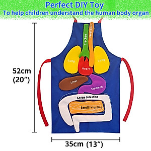 BOCZIF 3D Organ Apron, Human Body Organs Apron Awareness Educational Tool Toy for Kids, Anatomy Costume Apron Plush Stuffed Viscera Model Removable for Home Preschool Early Childhood Teaching Aid