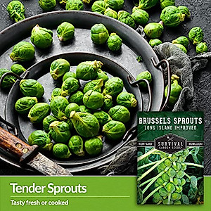 Survival Garden Seeds - Long Island Improved Brussels Sprouts for Planting - 3 Packs with Instructions to Plant and Grow Delicious Sweet Sprouts in the Home Vegetable Garden - Non-GMO Heirloom Variety