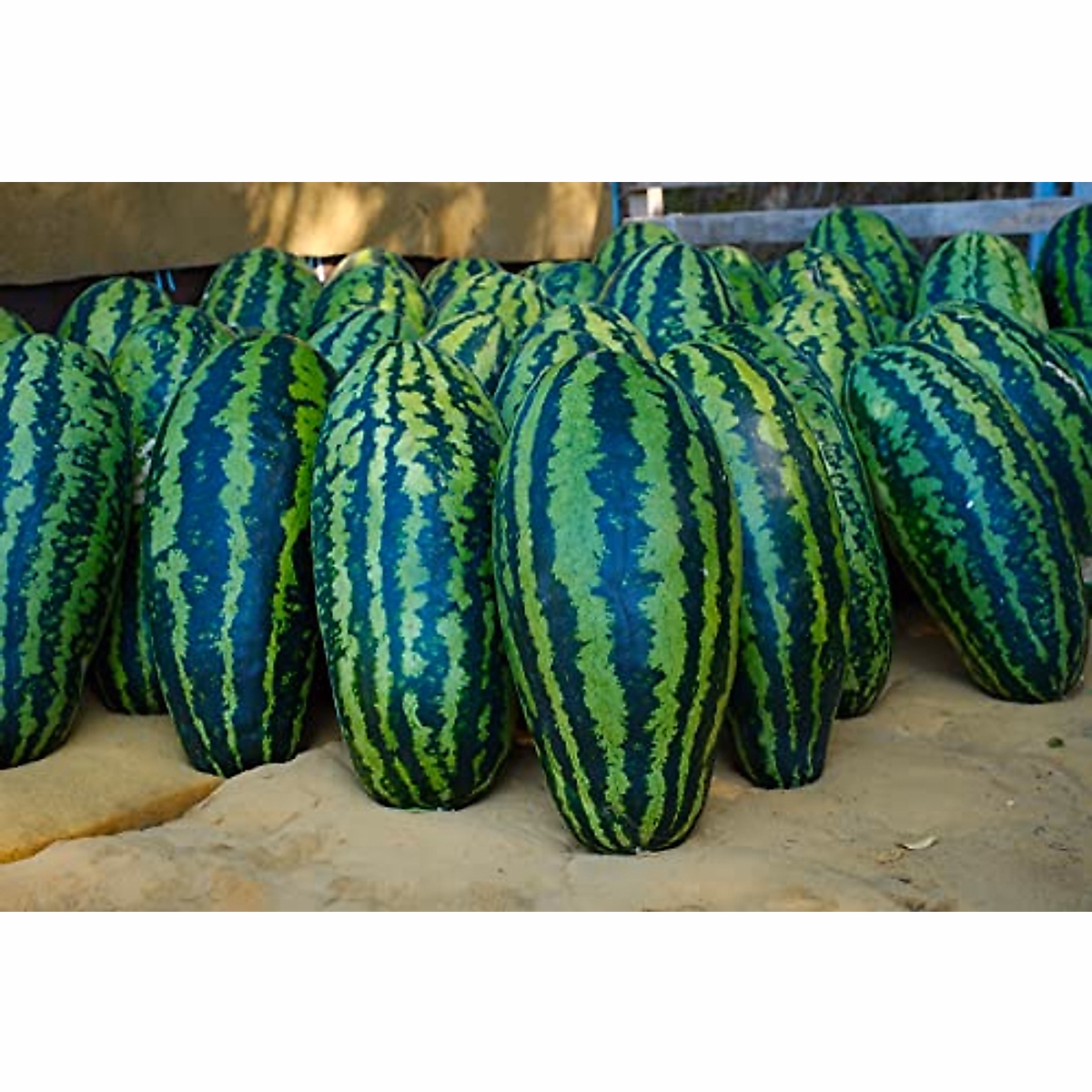 Jubilee Sweet Watermelon Seeds for Planting, 50+ Heirloom Seeds Per Packet, (Isla's Garden Seeds), Non GMO Seeds, Botanical Name: Citrullus lanatus, Great Home Garden Gift