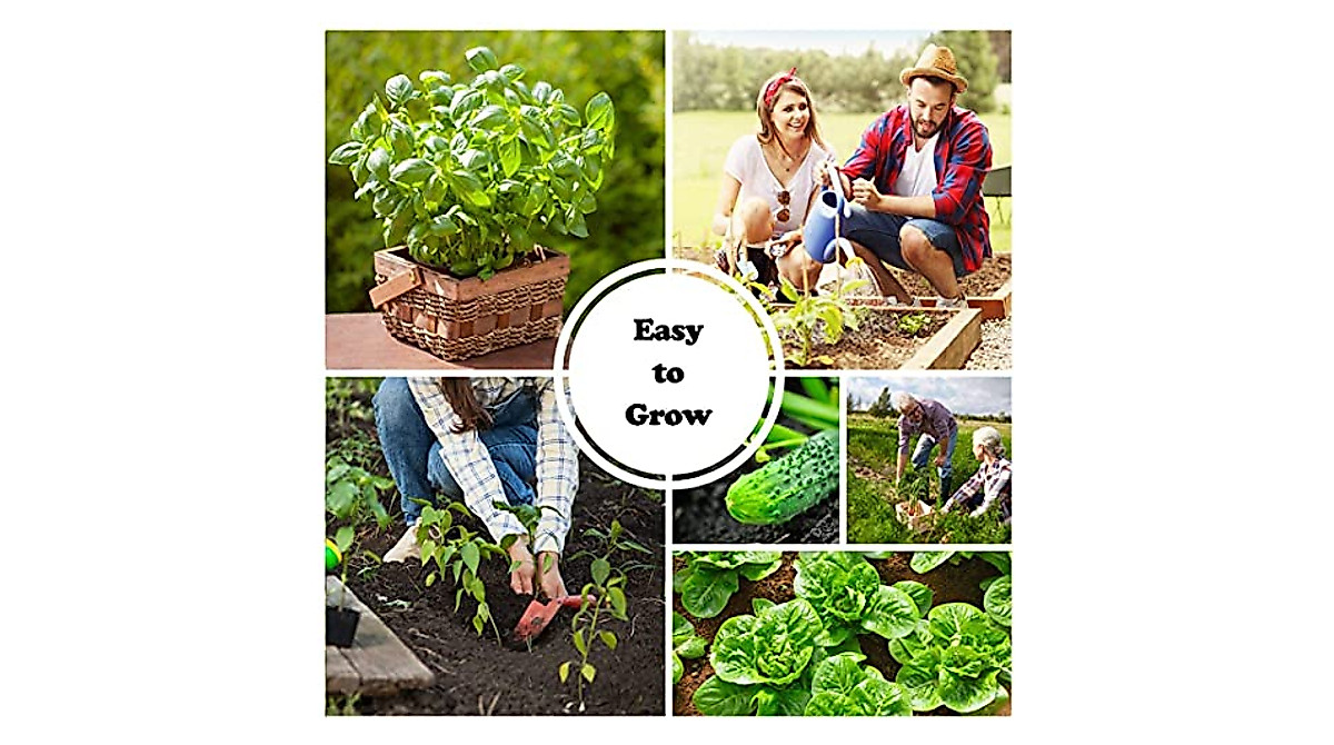 Heirloom Vegetable Seed Collection - 15 Varieties for Your Garden