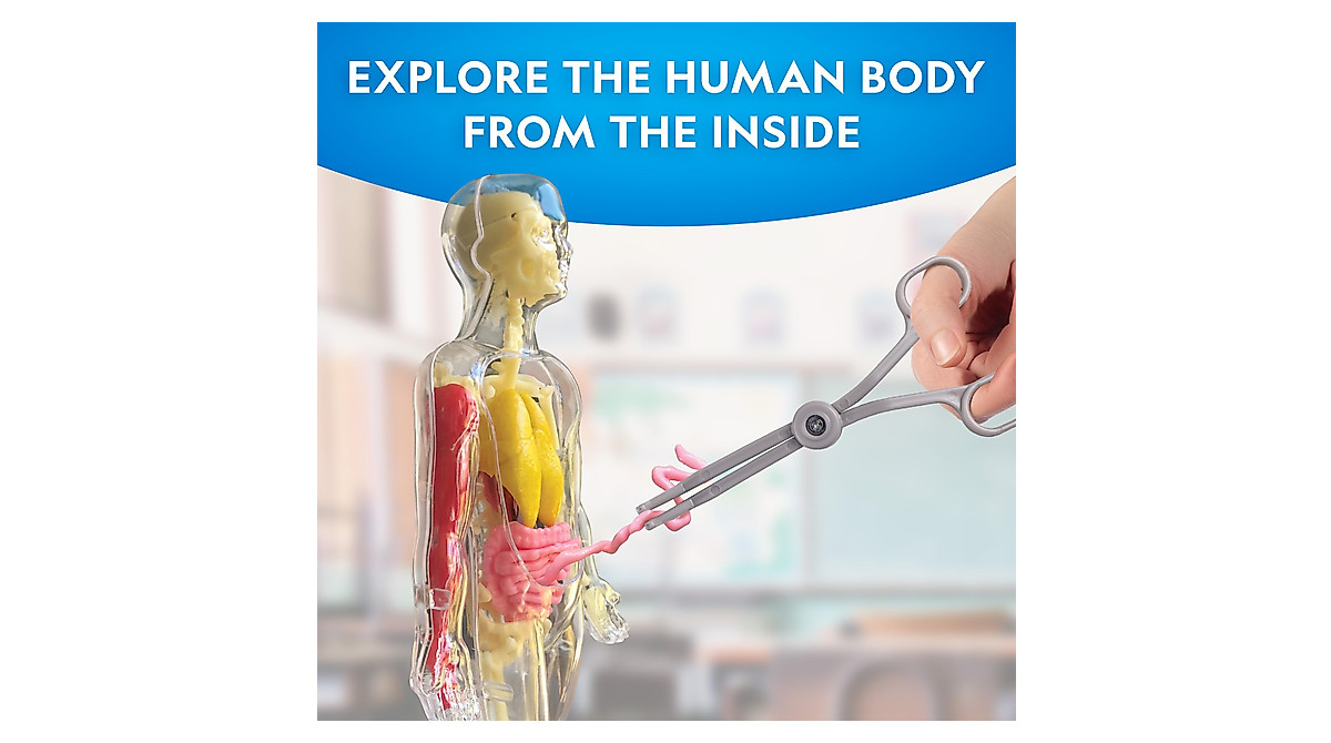 National Geographic Human Body Model for Kids – Glow in the Dark ...