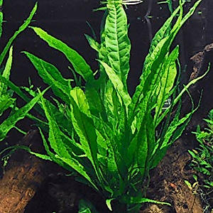 Microsorum Java Fern and Hornwort | Easy Low Light Aquarium Plants