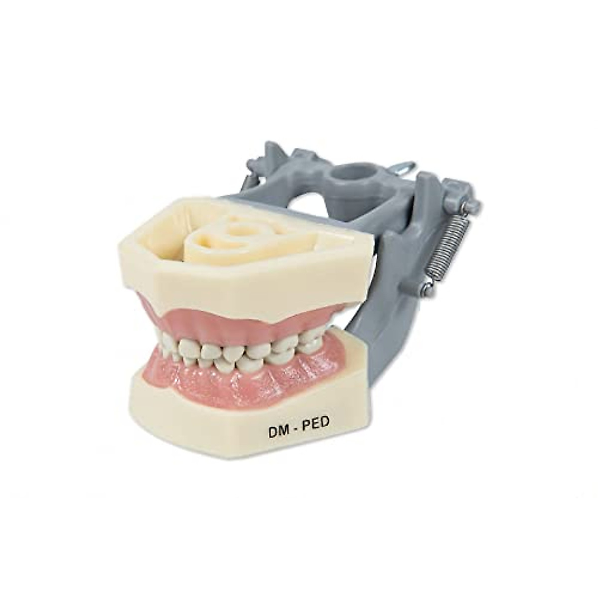 Dental Anatomy Pediatric Typodont Model 760 with Removable Teeth