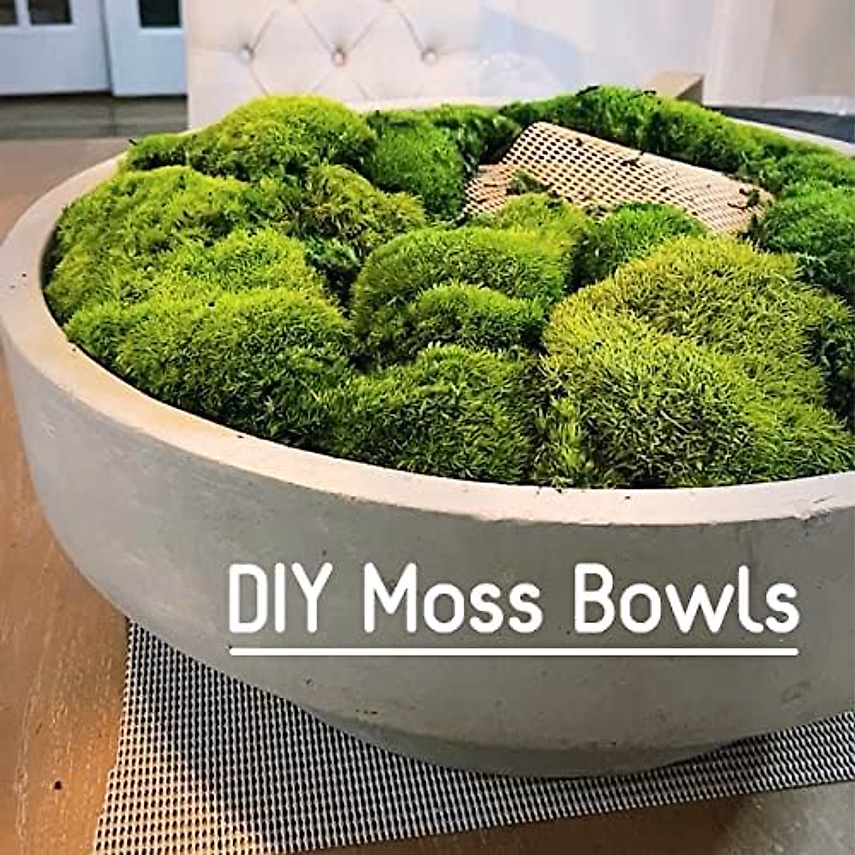 Prefleur Preserved Pole Moss Pillow Bun Cushion Natural Green Decorative Real Natural Green DIY Kit Terrariums Gardenning Art Wall Decor Florist Decor Easter Table Wedding(1.5 sq.ft, Green-B)