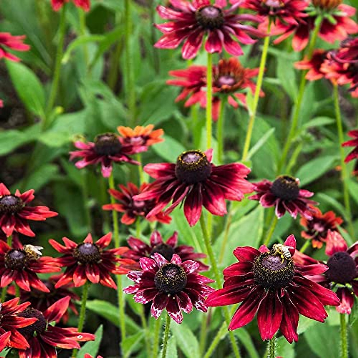 1300+ Black Eyed Susan Flower Coneflower Seeds for Planting - Includes Gloriosa Daisy Rudbeckia Hirta, Carpet Creeeping Daisy and Purple Coneflower Seeds