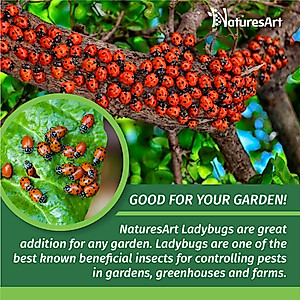 NaturesArt 3000 Live Ladybugs - Good Bugs for Garden - Ladybug - Guaranteed Live Delivery!