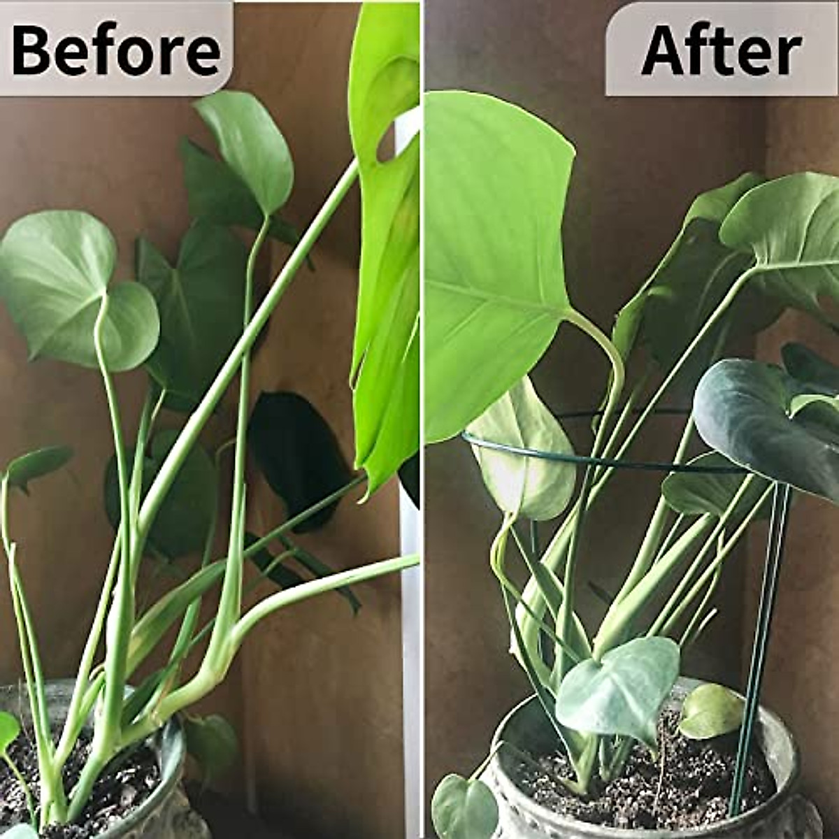 10pack Garden Plant Support Stake 10" Wide x 16" High Half Round Metal Garden Plant Support Ring Border Support, Plant Support Ring Cage for RoseFlowers Vine Tomato with 20pack Plant Clips &Plant Ties