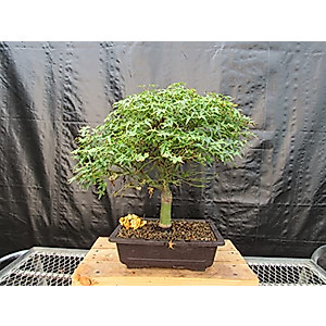 48 Year Old Dwarf Japanese Maple Bonsai Tree