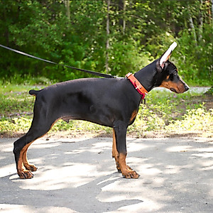 KeaJuidy Dog Ear Posting Kit, Dog Ear Stand Up Support Tool Two Ways, Dog Ear Stick Foam Tape Dog Supplies Dog Ear Fixed Correction Vertical Holder for Doberman Pinscher Dog Samoyed Corgi