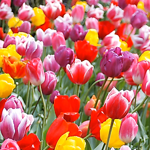 100 Darwin Tulip Mix Flower Bulb Box with Easy Carry Handle - Red, Yellow, Orange and Purple Colors - Easy to Grow Flowers - Plant in Gardens, Containers & Flowerbeds - Planting Instructions Included
