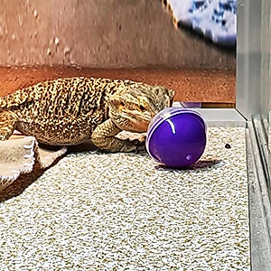CooShou 6Pcs Lizard Bearded Dragon Feeding Toys Ball Reptile Food Toys Ball Lizard Interactive Toys for Bearded Dragon, Lizard, Gecko and Small Animals