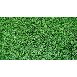 St. Augustine 'Seville' Sod - 3 Live Plugs - Drought, Salt & Shade Tolerant Turf Grass