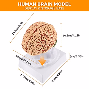 WICHEMI Human Brain Model 9-Part Model of Brain Life Size Brain Anatomy Model w/Display Base for Teaching Neuroscience with Vessels Science Classroom Study Display Learning Medical Model
