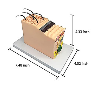 Veipho Skin Anatomy Model, 35X Enlarged Human Skin Layer Structure Anatomical Model with Stand and Hair for Teaching