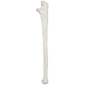 Axis Scientific Ulna Bone Model | Right | Cast from a Real Human Ulna Bone l Forearm Bone Model Has Realistic Texture and Important Bony Landmarks | Includes Product Manual