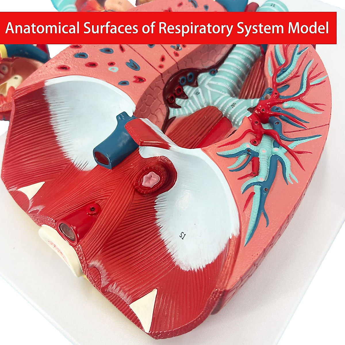 Veipho Human Lung Model, Respiratory System Model with 51 Parts Indication Signs, 7 Removable Parts Life Size Lung Model, Lung Anatomical Model for Study, Includes Heart and Throat & Base and Chart