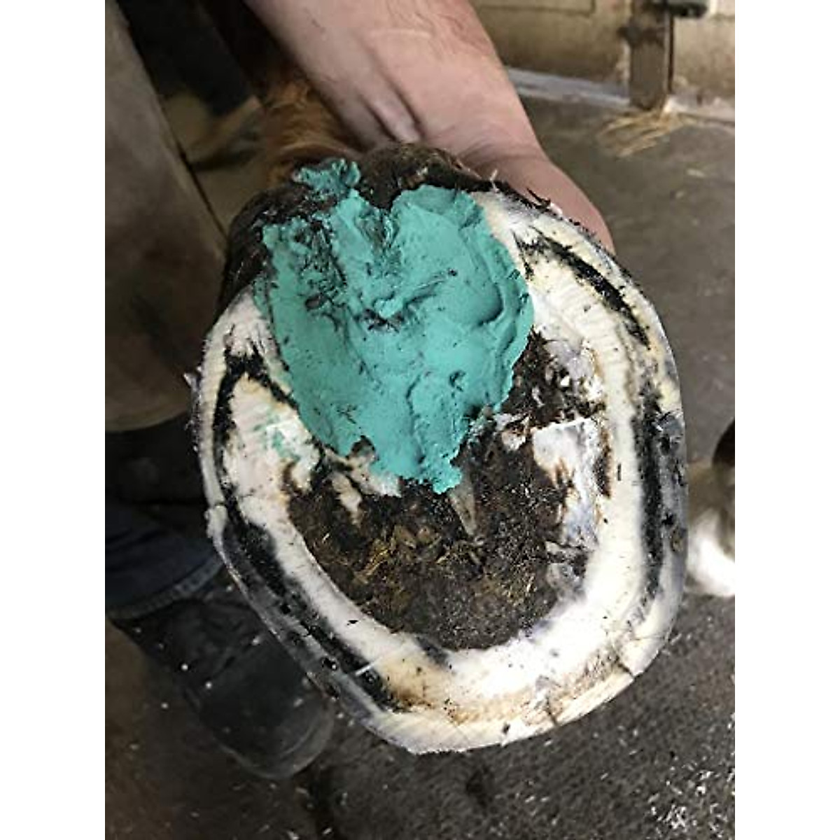 Therazure Horse Hoof Thrush Treatment Clay and White Line Equine Care: Effective on Horses, Cows, Goats, Sheep, Pigs and All Hooved Animals- 20 oz Jar