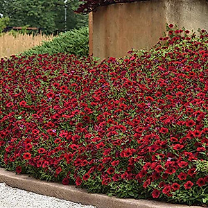 Outsidepride Spreading Tidal Wave Red Velour Petunia Garden Flowers for Hanging Baskets, Pots, Containers, Beds - 30 Seeds
