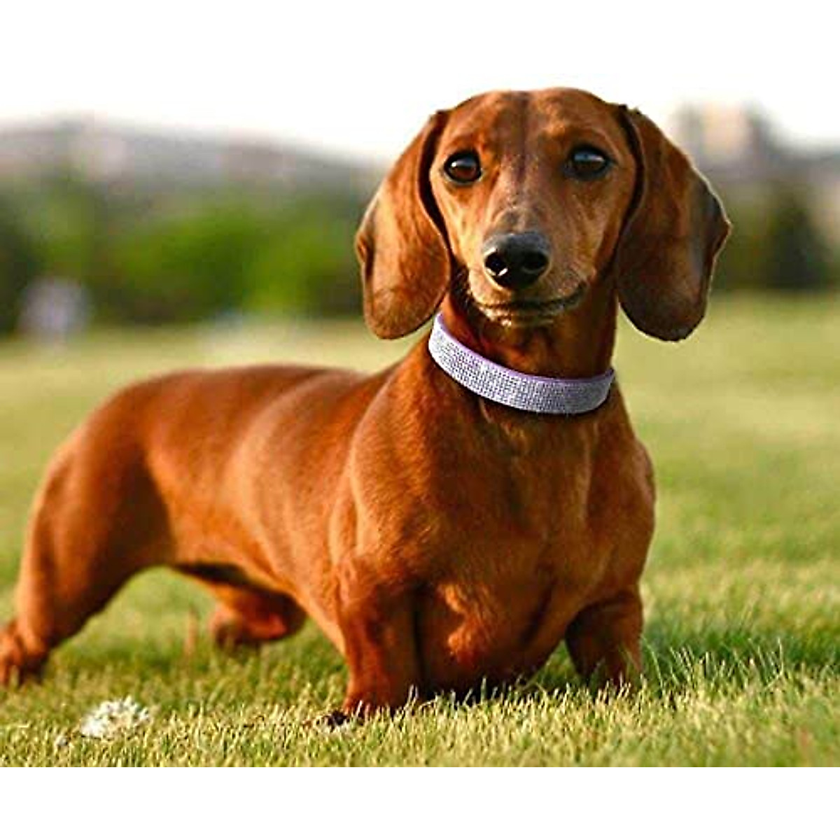 Bow Tie Puppy Dog Collar with Rhinestone, Bling Crystal Pretty Diamond Jewel Girls Cat Collars for XXS XS Small Medium Large Breed Pet Dogs Female Kitten, Red S