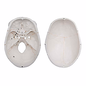 EISCO Numbered Human Skull Model - Medical Quality - 3 Parts w/Removable Calvaria, Articulated Mandible, Painted Sutures, 55 Numbered Features - Anatomy Skull, Plastic Skull Replica, Life Size Skull