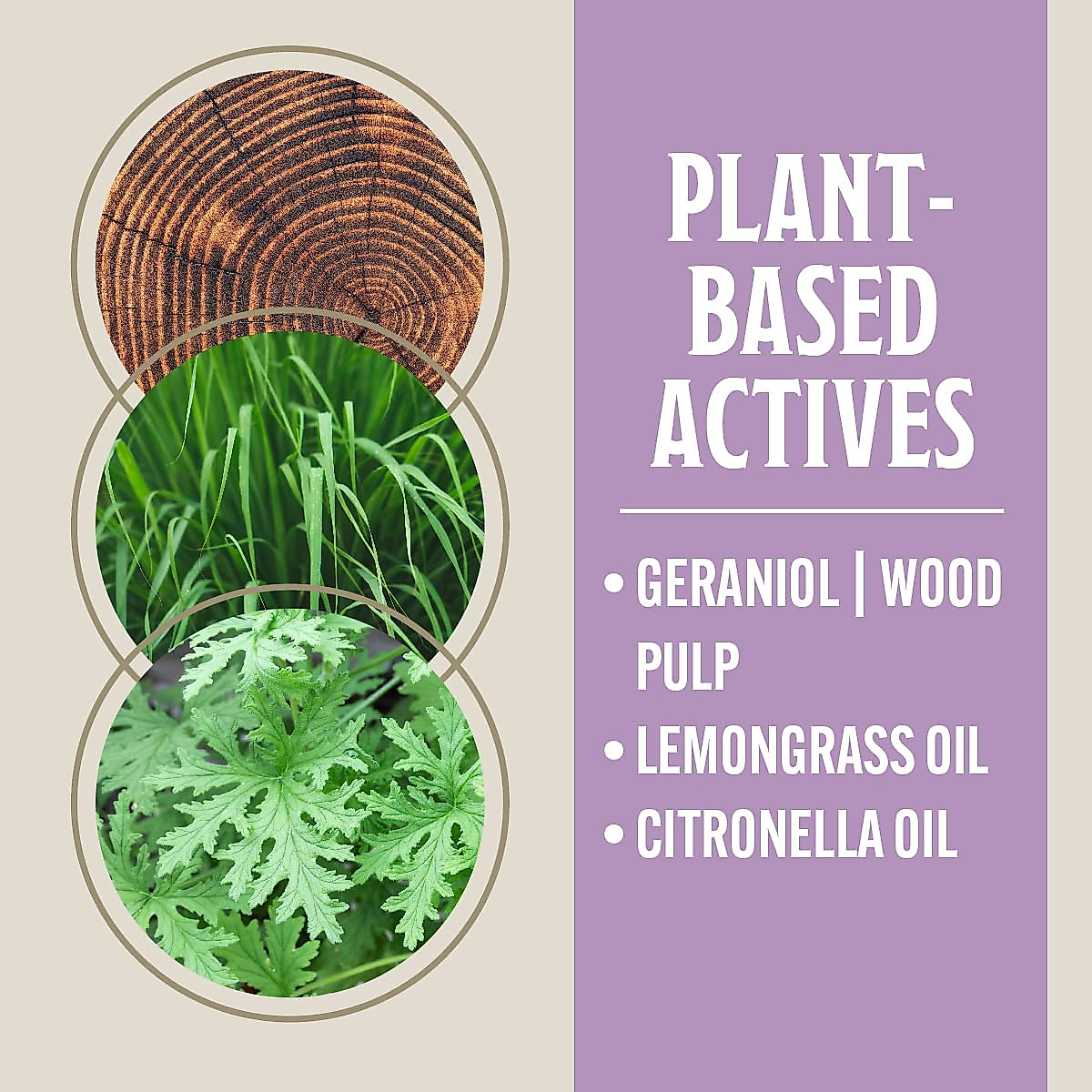 Grandpa Gus's Natural Bed Bug Killer Spray, 48 Hours Time-Release Plant-Based Actives, Kills Bed Bugs & Their Eggs, 16 fl oz