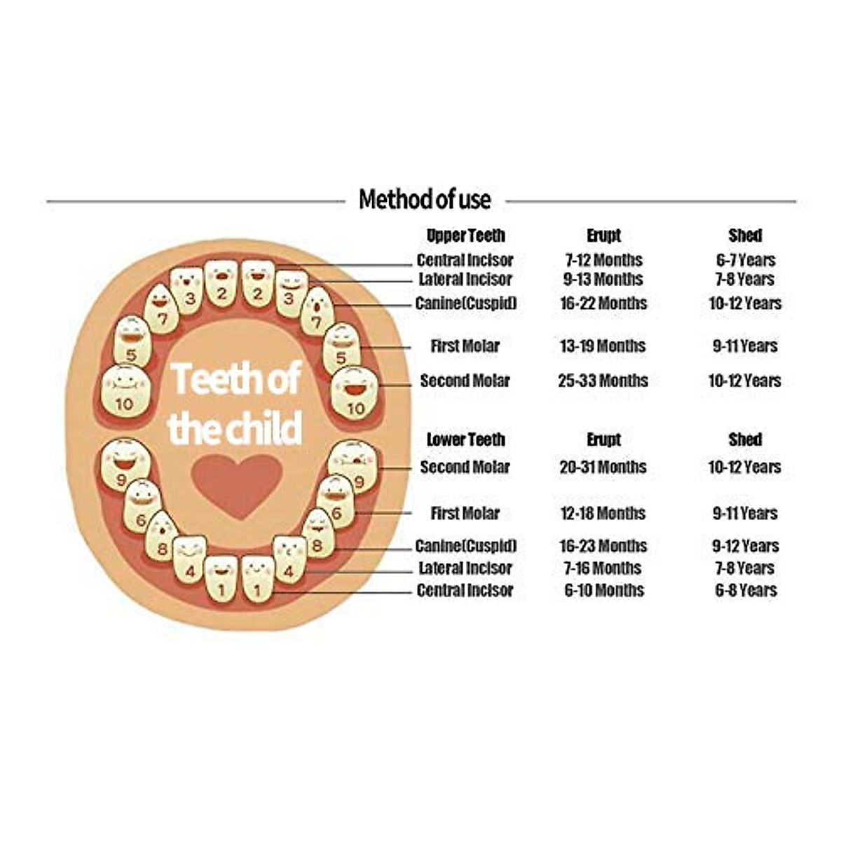 Baby Tooth Box ,Wooden Kids Keepsake Organizer for Baby Teeth, Cute Children Tooth Container with Tweezers and lanugo Bottle to Keep the Childhood Memory (Boy)