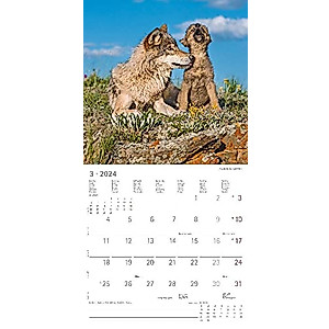 Wolves 2024 Brochure Calendar 30 x 30 cm (30 x 60 Open) Calendar with Space for Notes Wolves Picture Calendar Wall Planner Alpha Edition
