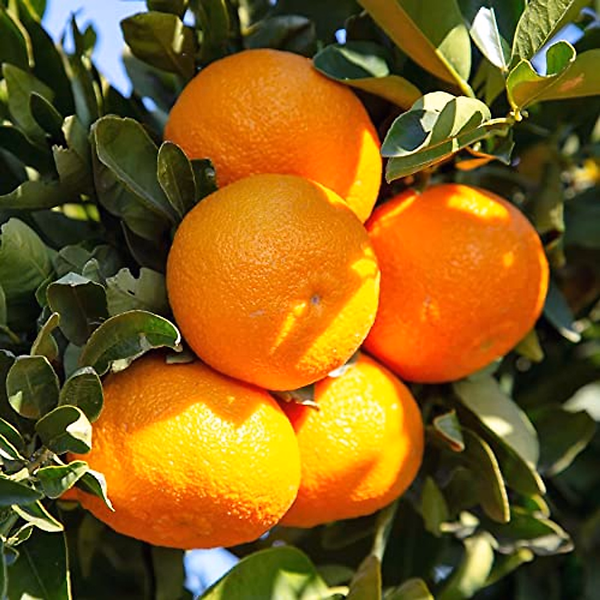 YEGAOL Garden Tangerine Orange Tree Seeds Mandarin Orange Seeds Organic Non-GMO Sweet Juicy Rich in Vitamins 20Pcs Fruit Seeds Home Garden Plant