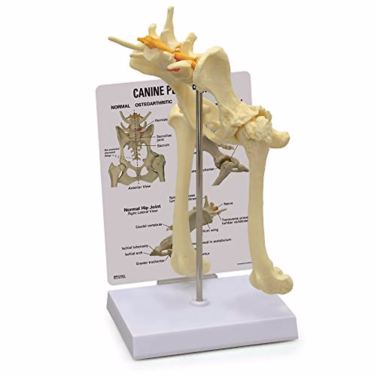 GPI Anatomicals - Canine Pelvis Model, Normal and Osteoarthritic Hip Joint Bones for Anatomy and Physiology Education, Anatomy Model for Veterinarian’s Offices and Classrooms, Medical Study Supplies