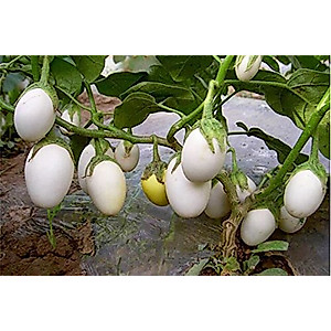25 Pianta Delle Uova Seeds, Excellent italian Small white Eggplant