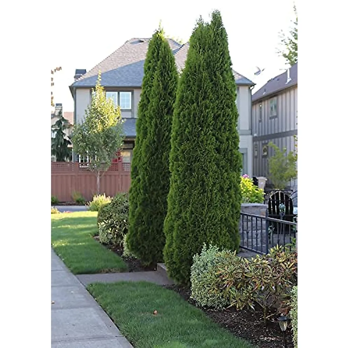 Arborvitae Emerald Green | 3 Live Gallon Size Trees | Thuja Occidentalis Smaragd | Evergreen Privacy Screening Hedge Plants