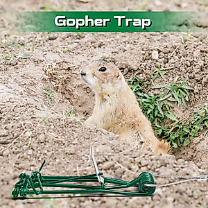 Qualirey 8 Pcs Gopher Trap with Chain Mole Trap Green Stainless Steel Weather Resistant Gopher Trap Gopher Killer Vole Trap for Lawn Garden Farm Outdoor