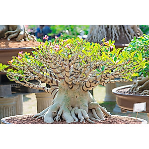 Rare Exotic Desert Rose (Adenium Obesum) Mixed Seeds - 10 Seeds
