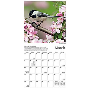 2021 Songbirds of North America 16-Month Wall Calendar