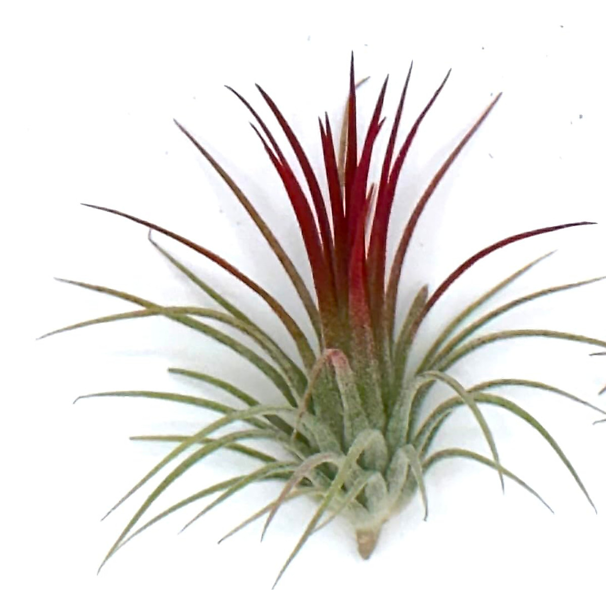 Live Tillandsia Ionantha Fuego 2" - 3" Air Plant Fast Growing, Easy Care, Low Maintenance, Indoor or Outdoor by Awesome Industries (1 Pack Fuego XL)