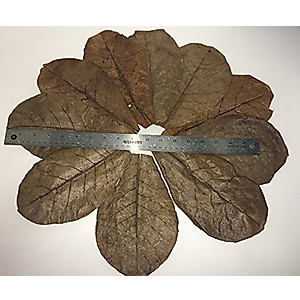 Awesome Aquatic Jumbo Betta/Shrimp Leaves 10 Premium Catappa Indian Almond Leaves Jumbo 7"-9" in Natural Habitat Tannin Producing Improves Immunity, Easy to USE…