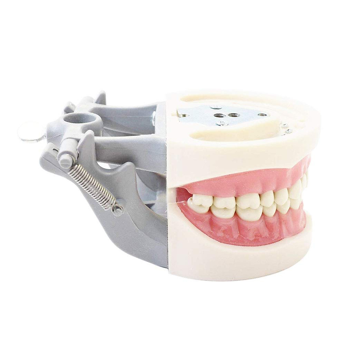 Typodont Teeth Model, with Removable Teeth, Compatible with Kilgore Nissin + 5 Sets of 28pcs Teeth Piece for Teaching, Study
