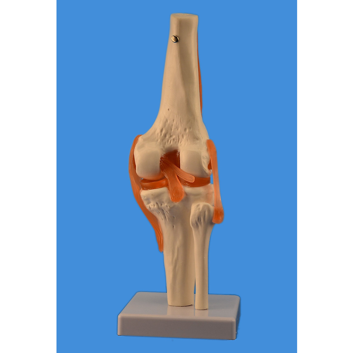 Wellden Product Anatomical Human Knee Joint Model, w/Ligaments, Functional, Life Size