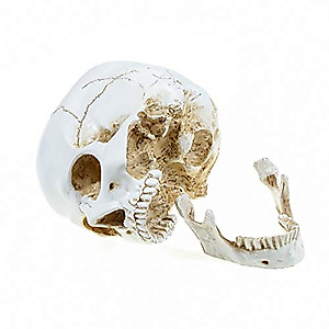 Ocean Aquarius Large Size Skull Model Human Medical Anatomical Adult Head Bone for Education