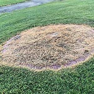 Natural Elements Weed Killer | Pet Safe, Safe Around Children | Natural Herbicide (1 Gallon)