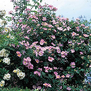 1216-Puppy Rose (Rosa Canina) Seeds by Robsrareandgiantseeds UPC0764425788690 Non-GMO,Organic,USA Grower,Historic plants,Showy,Bonsai,Exotic,Rosehip-Tea-Oil-Syrup,Wild-Dog Rose,1216 Package of 7 Seeds