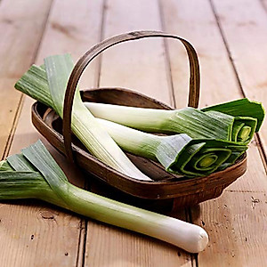 Gaea's Blessing Seeds - Leek Seeds - Non-GMO American Flag Leek Seeds with Easy to Follow Planting Instructions - 90% Germination Rate