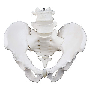 Vision Scientific VAP270 Life-Size Male Pelvic with 4th & 5th Lumbar Vertebrae | Intervertebral Discs, Sacrum and Coccyx