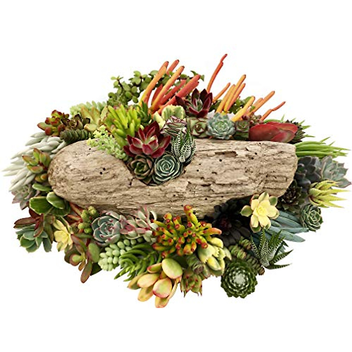 10 Assorted Live Succulent Cuttings, No 2 Succulents Alike, Great for Terrariums, Mini Gardens, and as Starter Plants by The Succulent Cult