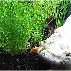 Pogostemon Stellatus Octopus Potted Stems Live Aquarium Plants Freshwater Tank Decoration