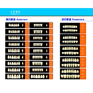 SDent® 2 Boxes 2 Layers Super Hard Synthetic Resin Teeth Multi-Layer Acrylic Composite False Teeth Denture Polymer Polymerial Materials & Full Set & A3 & 84PCS More Options on Size Name Chart
